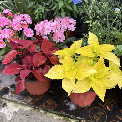 彩叶草五彩苏夏季花园调色板