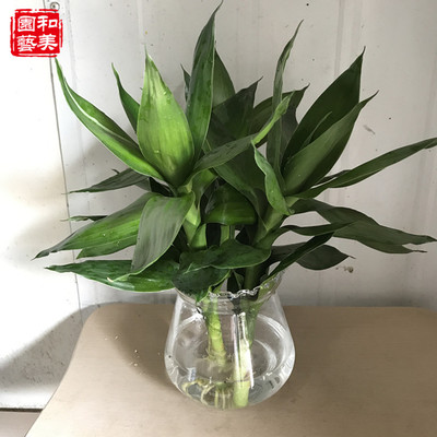 荷花竹室内易养净化空气