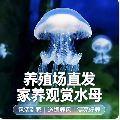 赤月水母网红缸活体新手入门水母缸 好养活懒人小宠物便宜实惠