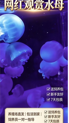 炮弹水母套装果冻水母蓝色水母活物半透明Q弹质感宿舍桌面微景观