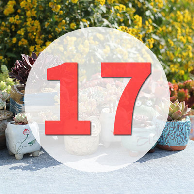 直播阳台美观多肉植物