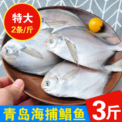 青岛海捕鲳鱼新鲜冷冻特大银鲳鱼