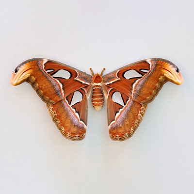 乌桕大蚕蛾Attacus Atlas Snake Head未展翅标本原蝶 三角包发出