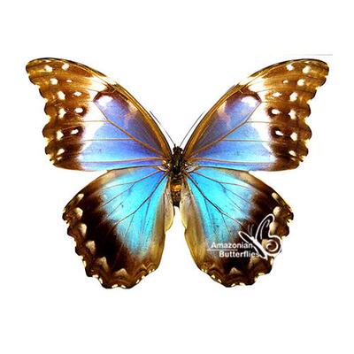 大蓝闪蝶（雌）Morpho-Didius (Female) K011 未整姿原蝶蝴蝶标本