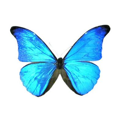 Morpho rhetenor casica 卡西美闪蝶 C005 未展翅原蝶