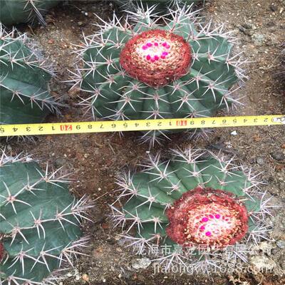 层云实生仙人球名品球刺花座爪属圆球形白刺藏云造景点缀植物