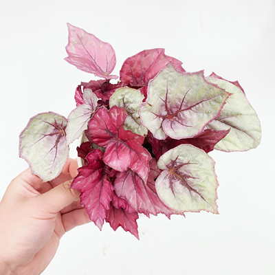 火焰/印加之火 秋海棠  直播间精选 一物一拍