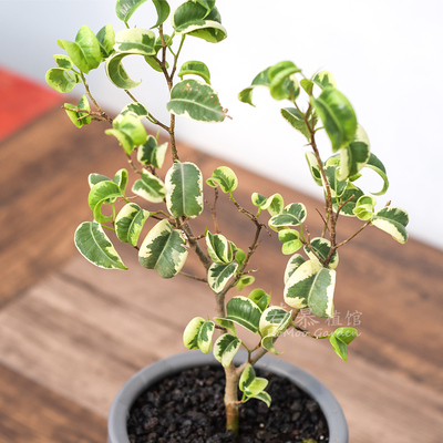 卷叶榕绿植阳台室内阳台绿植盆栽