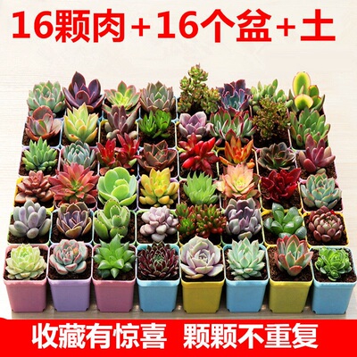 多肉植物盆栽组合豪华套餐