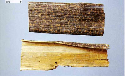 野生苦楝皮中药材