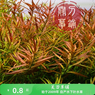 大红梅水草关刀草铺真正水下叶