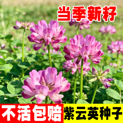 紫云英草种籽子四季易活