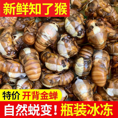大头开背裂口金蝉2026年鲜活马季猴新鲜大知了猴蛹蝉知了龟爬蚱猴