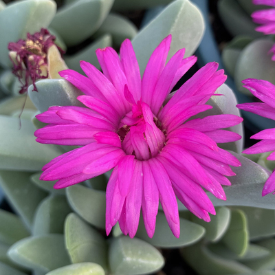 虾钳多肉紫花番杏科开花多肉