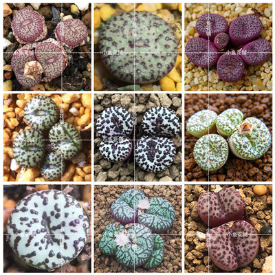 安珍混合种子 肉锥花番杏科安贞播种多肉mixed obcordellum seeds