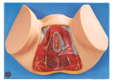 女性会阴模型/A15113