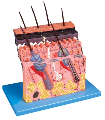 皮肤层次切面放大模型A41001