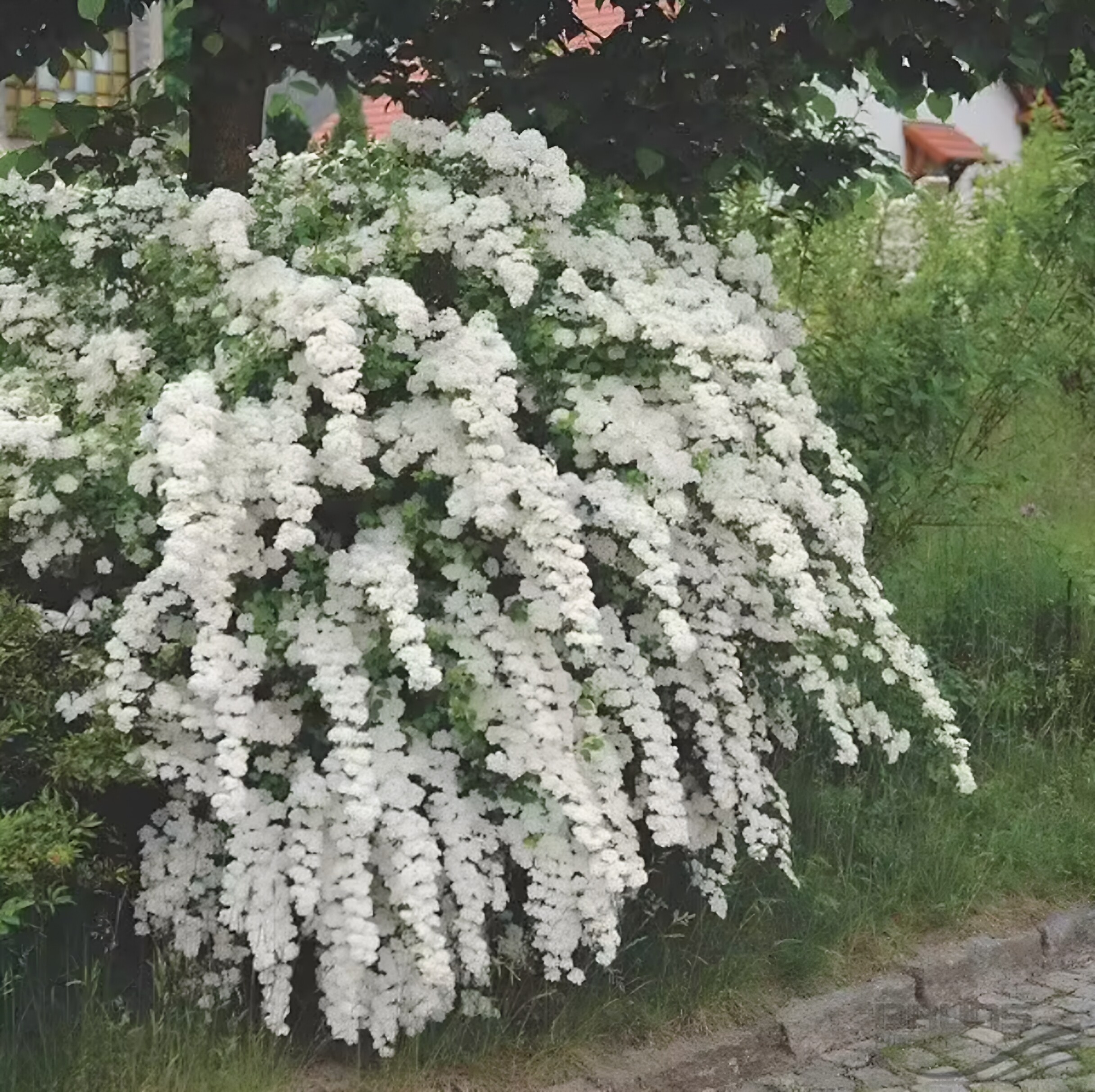 家居庭院绿植 珍珠梅树苗 白色梅花苗 可盆栽 观花植物树苗 菱叶