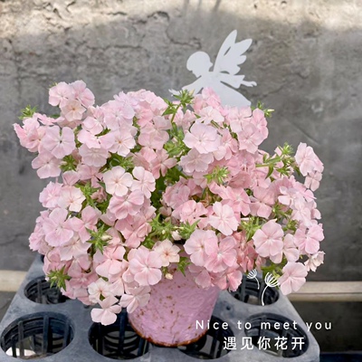 满25包邮福禄考爱诗星星糖焦糖樱桃脸红新娘等小苗花园阳台超好养