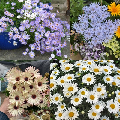 满25包邮五色菊 大滨菊 蓝目菊 费利菊 小苗