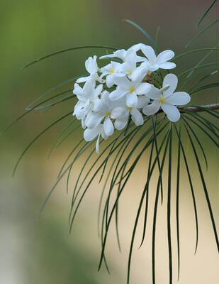 Plumeria filifolia松葉雞蛋花原產古巴，是近幾年才開始出現