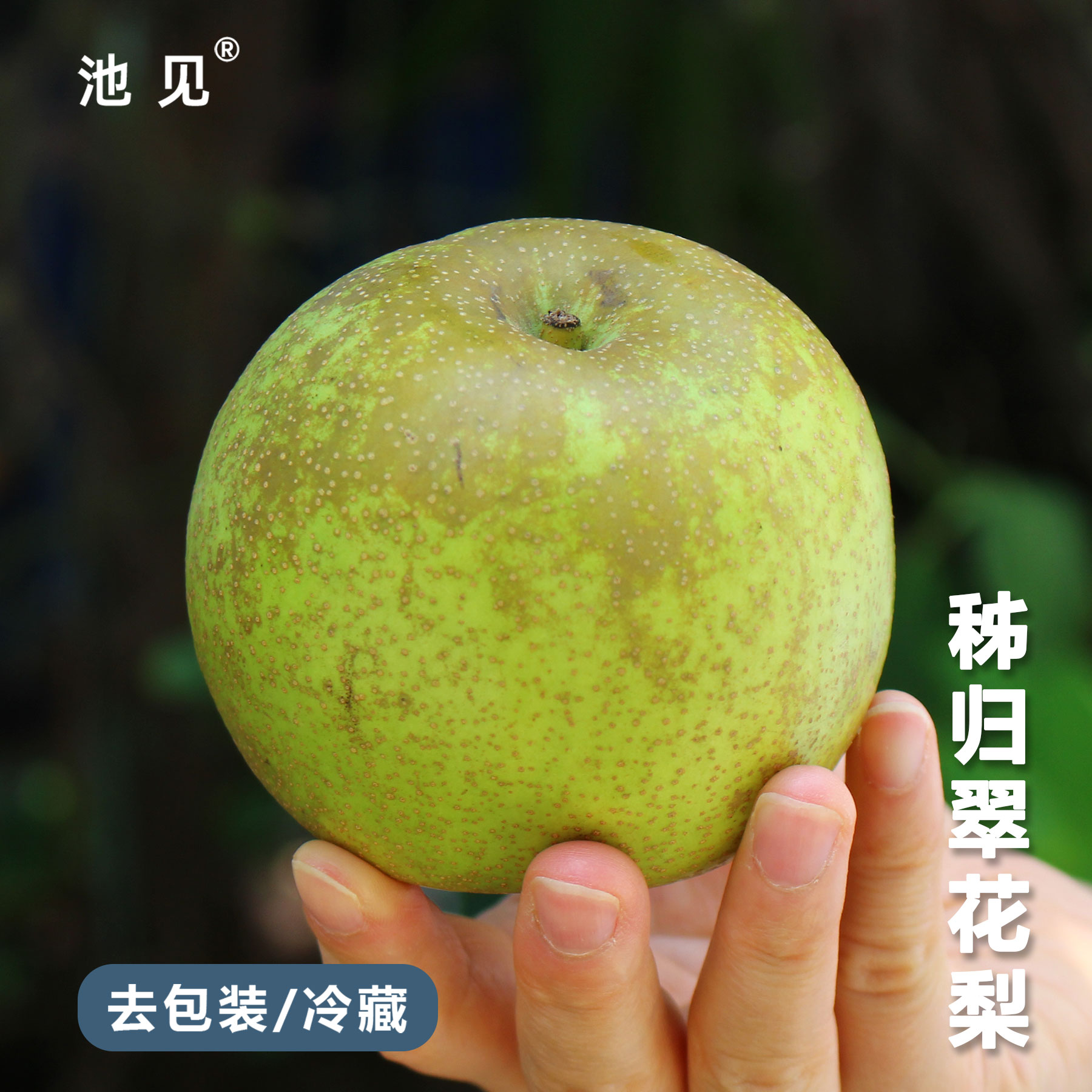 池见 湖北秭归翠蜜翠花梨新鲜脆甜孕妇水果现摘现发酥脆青皮翠梨
