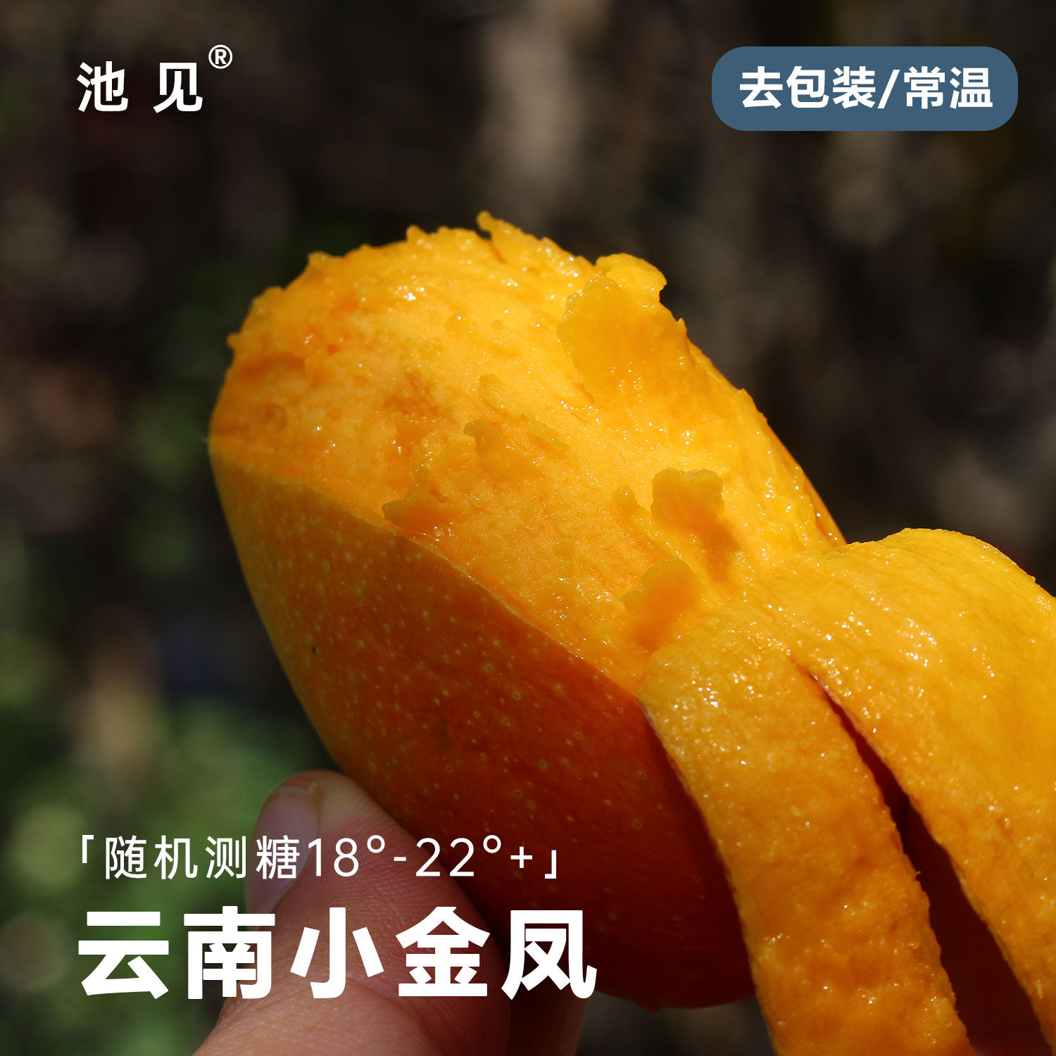 池见 云南小金凤芒果自然熟皮薄香甜现摘现发细腻软糯应季水果