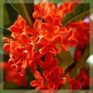 室内盆栽 嫁接桂花苗 精品沉香桂苗-朱砂桂苗 4年嫁接苗
