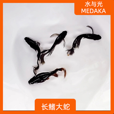 观背青鳉大蛇新手好养淡水冷水