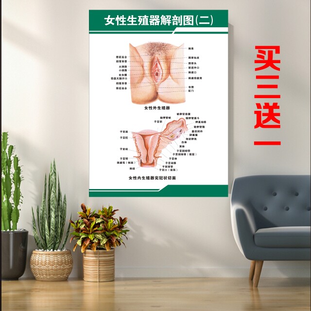 医用挂图泌尿系统身体妇科全身挂图贴墙海报高清女性生殖器解剖图