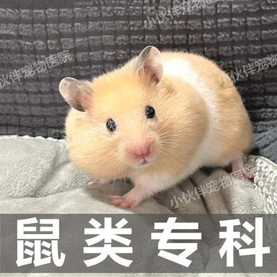 异宠医生线上咨询24小时小香猪荷兰猪仓鼠医生花枝鼠兔子问诊看病