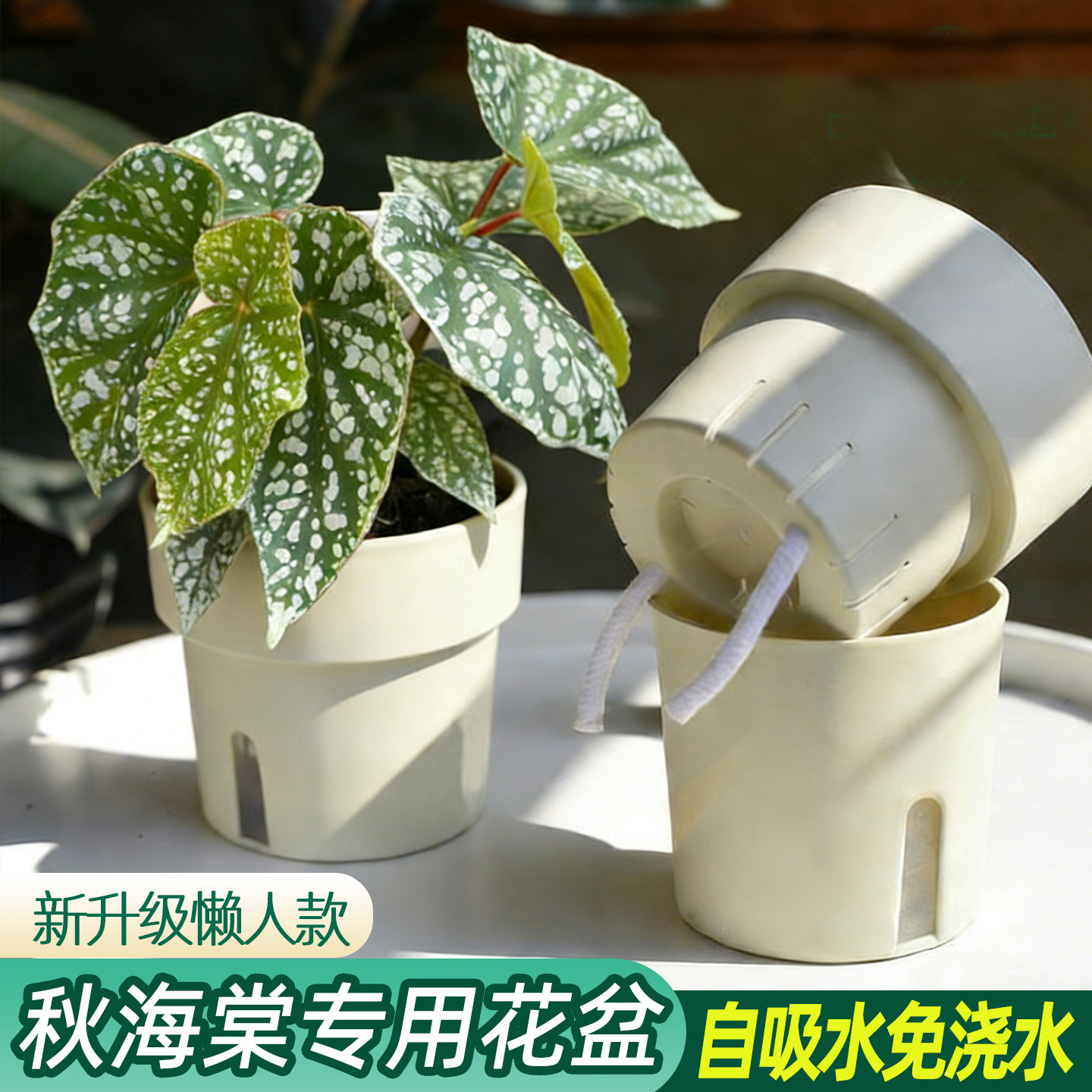 秋海棠专用花盆网红懒人自吸水塑料加厚树脂阳台龟背竹水培器皿