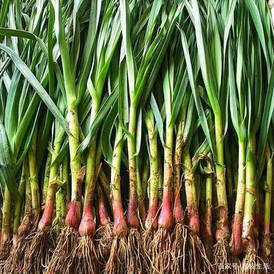 新鲜红皮蒜苗农家自种