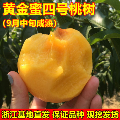新品种黄桃树苗黄金蜜4号桃苗