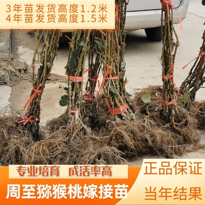 红心绿心黄心徐香翠香猕猴桃树苗