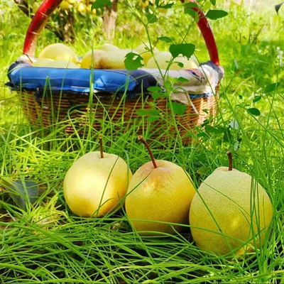 乾县非砀山酥梨经济实惠皮薄核小