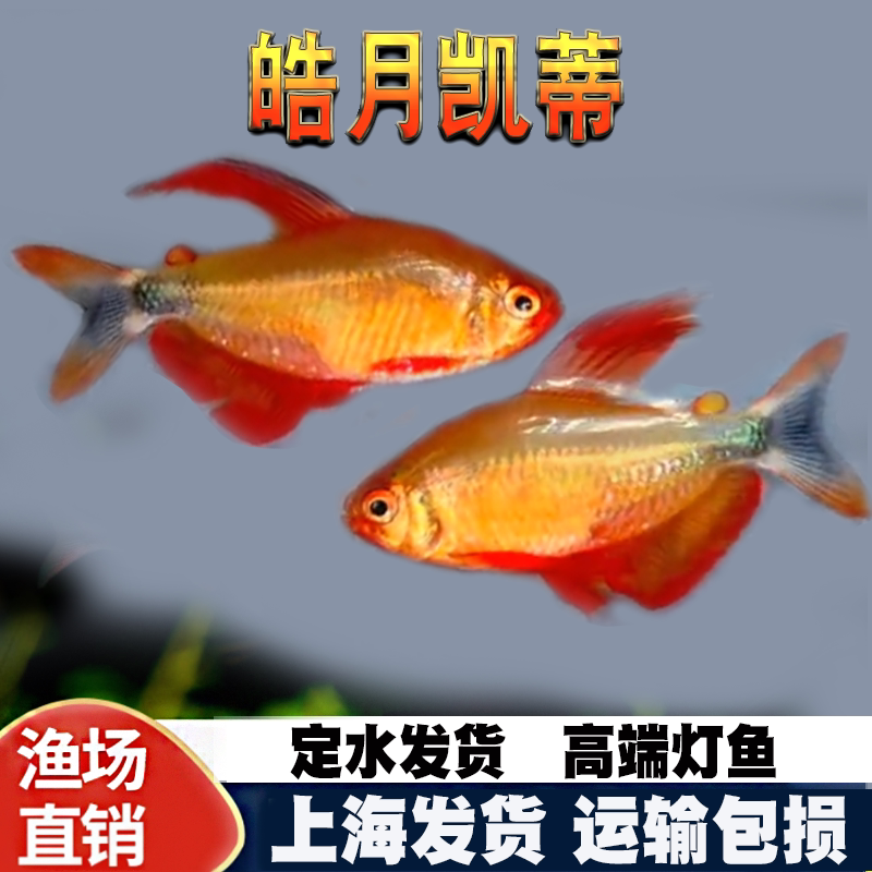 皓月凯蒂灯鱼观赏鱼南美缸热带群游淡水高端恶魔蝴蝶凯蒂南美灯科