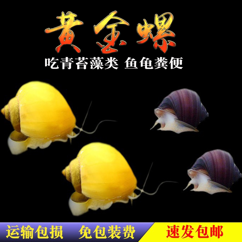观赏螺冷水除藻黄金螺清洁鱼缸吃鱼龟粪便淡水好养易活工具螺活体