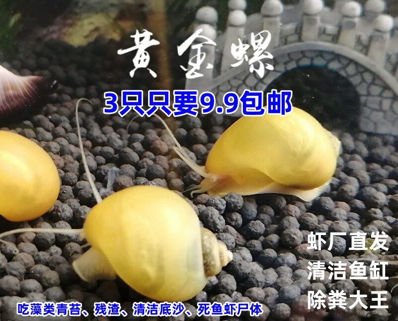黄金螺观赏螺斑马螺活体螺吃鱼龟便便螺包邮清苔污清洁除藻工具螺