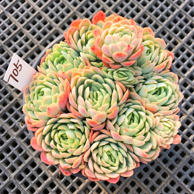 一物一拍贝瑞多头群生