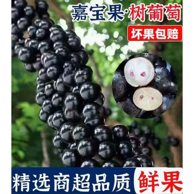 广东增城嘉多宝果现摘果子新鲜树葡萄孕妇稀罕见水果沙巴