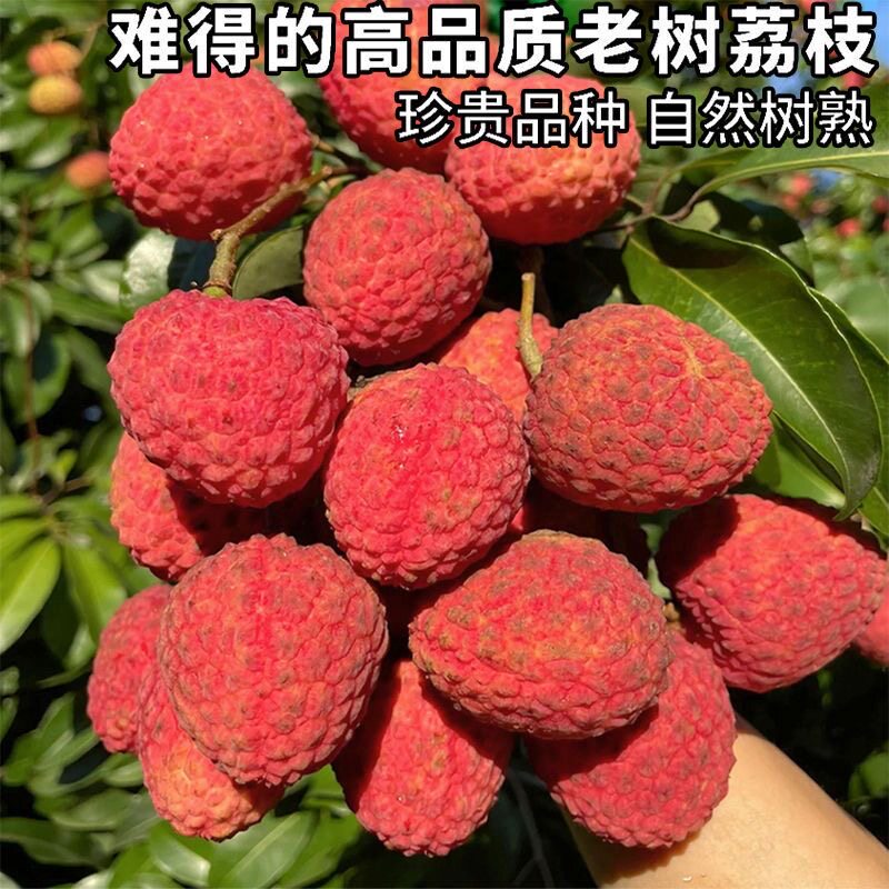 包邮空运增城仙进奉荔枝新鲜水果当季精选现摘现发