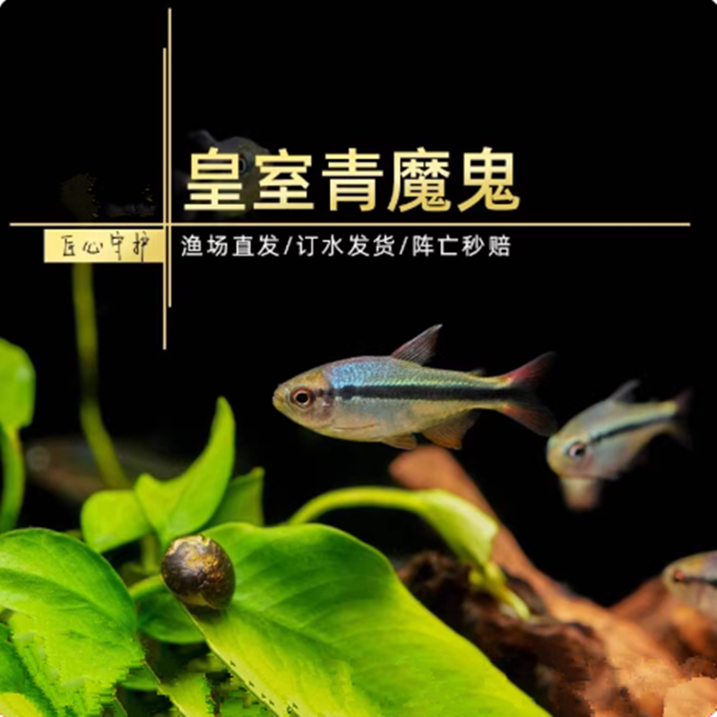 包邮皇室青魔鬼灯鱼南美鱼电光毒药鱼蓝缎带三型小型热带鱼活体