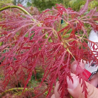 枫树羽毛枫外山