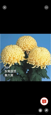 国华系列九月大菊盆栽带花苞发货室内阳台庭院好养易活