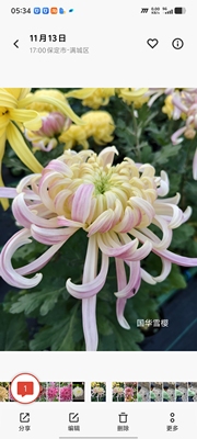 （东篱园艺）国菊粉面佳人国华初樱国华圣者盆栽秋季花卉耐寒耐热