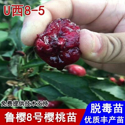 嫁接鲁樱8号车厘子树苗特大高甜