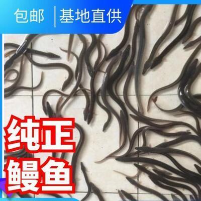 鱼苗淡水鳗白鳝鲡原生河活