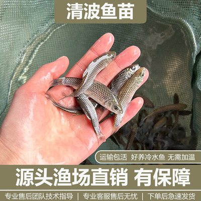 清波鱼苗中华倒刺鲃草食性大