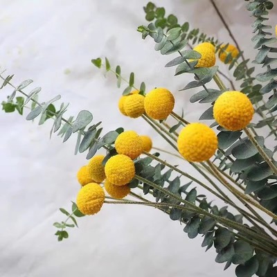 黄金球配尤加利叶可做干花云